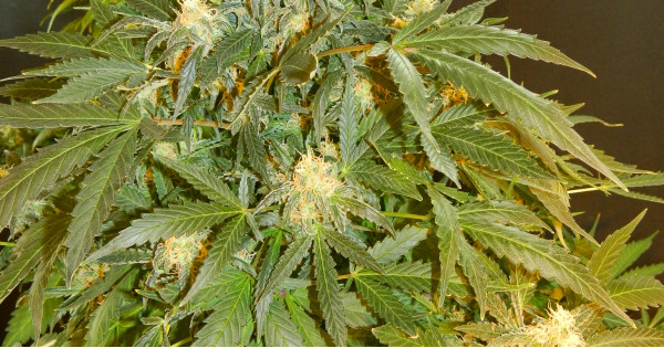 Auto Pyramid – испанские автоцветущие семена конопли с ТГК 18% | Gold Seeds